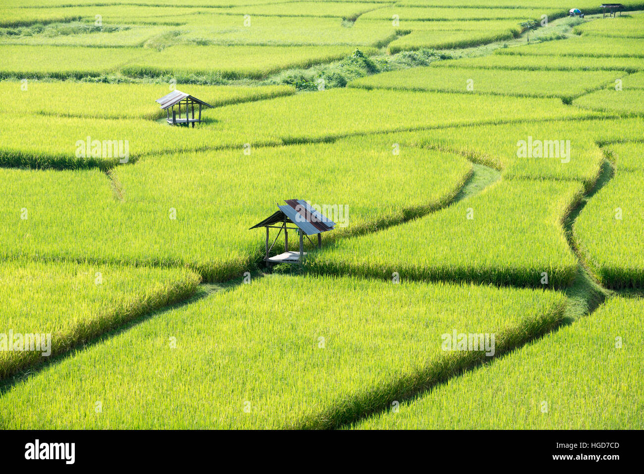 Harvest time yellow rice field in Thailand Stock Photo - Alamy
