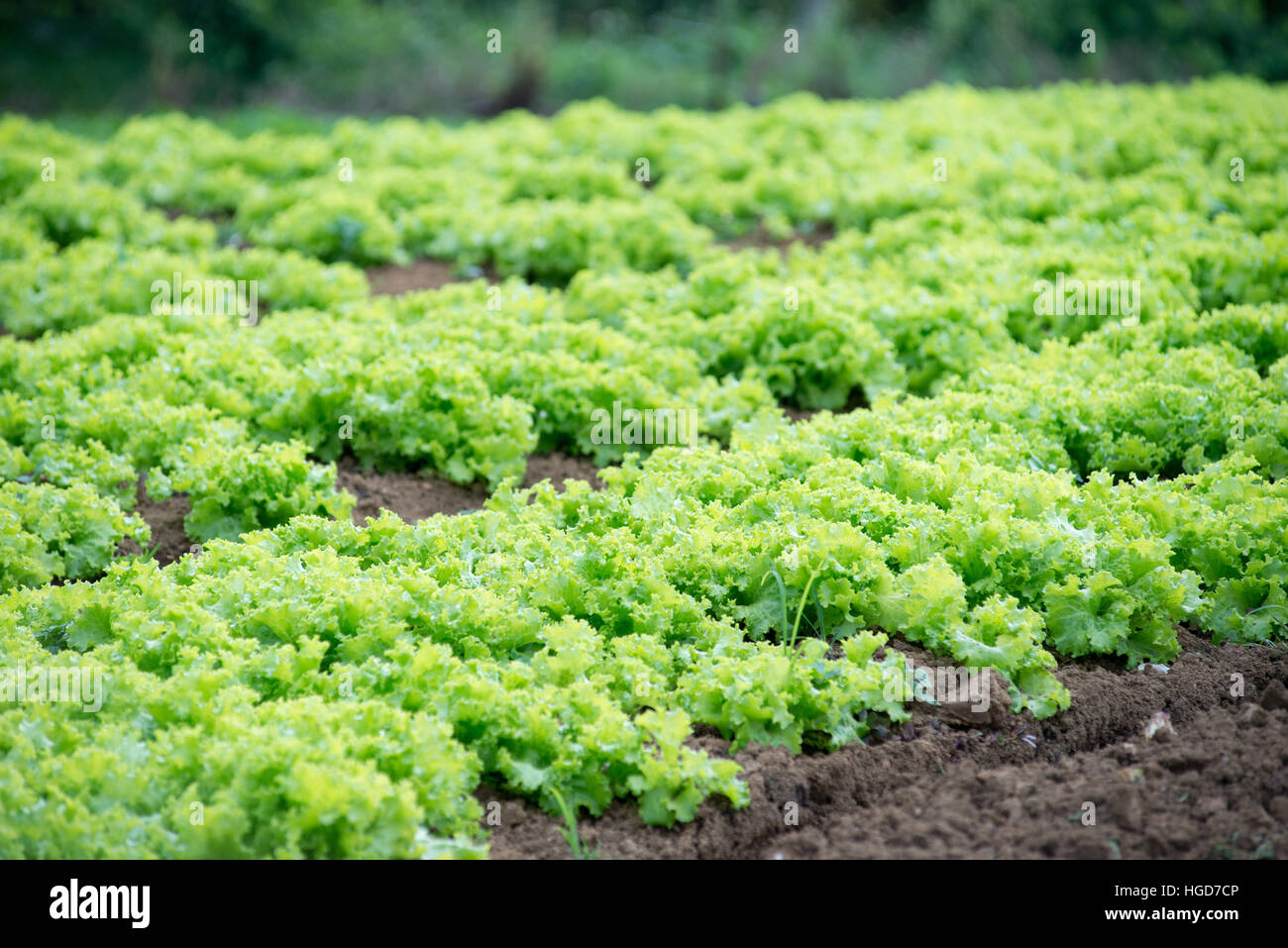 Rows of baby lettuce, vegetable farm Stock Photo - Alamy