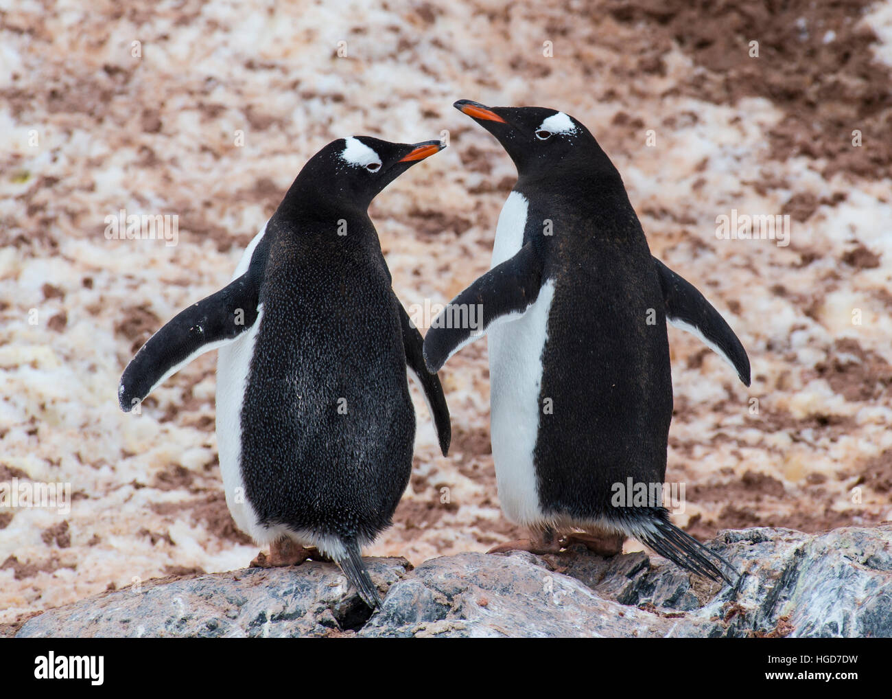 Gentoo Penguin on the rock Stock Photo - Alamy