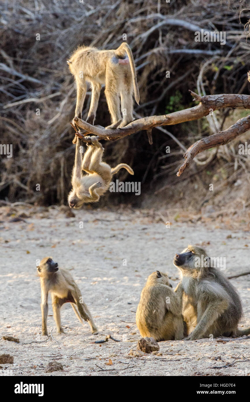 Monkey family at safari park hi-res stock photography and images - Alamy