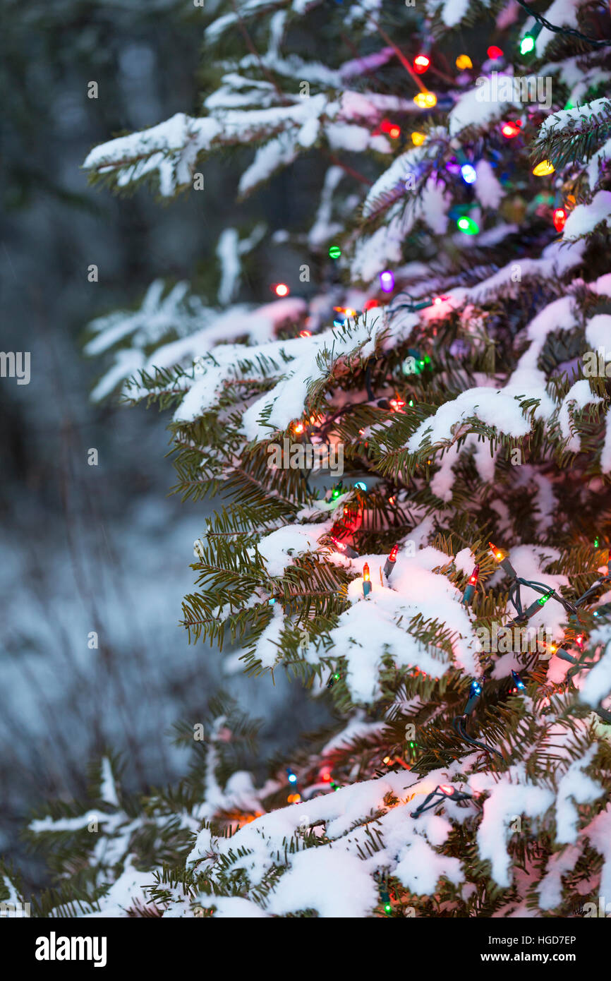 Snow covered tree outdoors with Christmas lights Stock Photo - Alamy