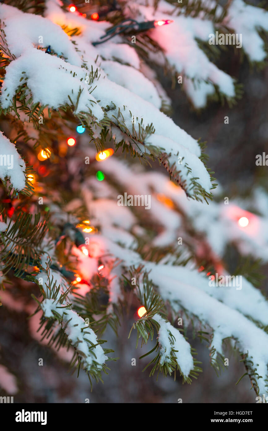 Snow covered tree outdoors with Christmas lights Stock Photo - Alamy