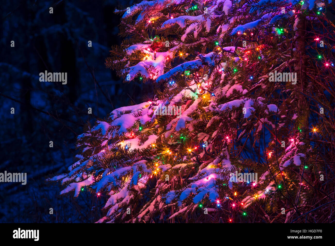 Snow covered tree outdoors with Christmas lights Stock Photo - Alamy