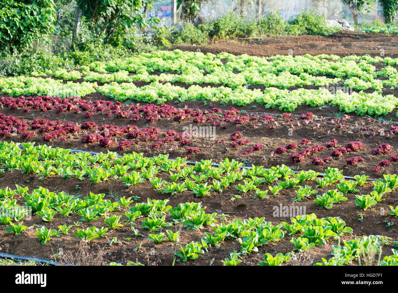 Rows of baby lettuce, vegetable farm Stock Photo - Alamy