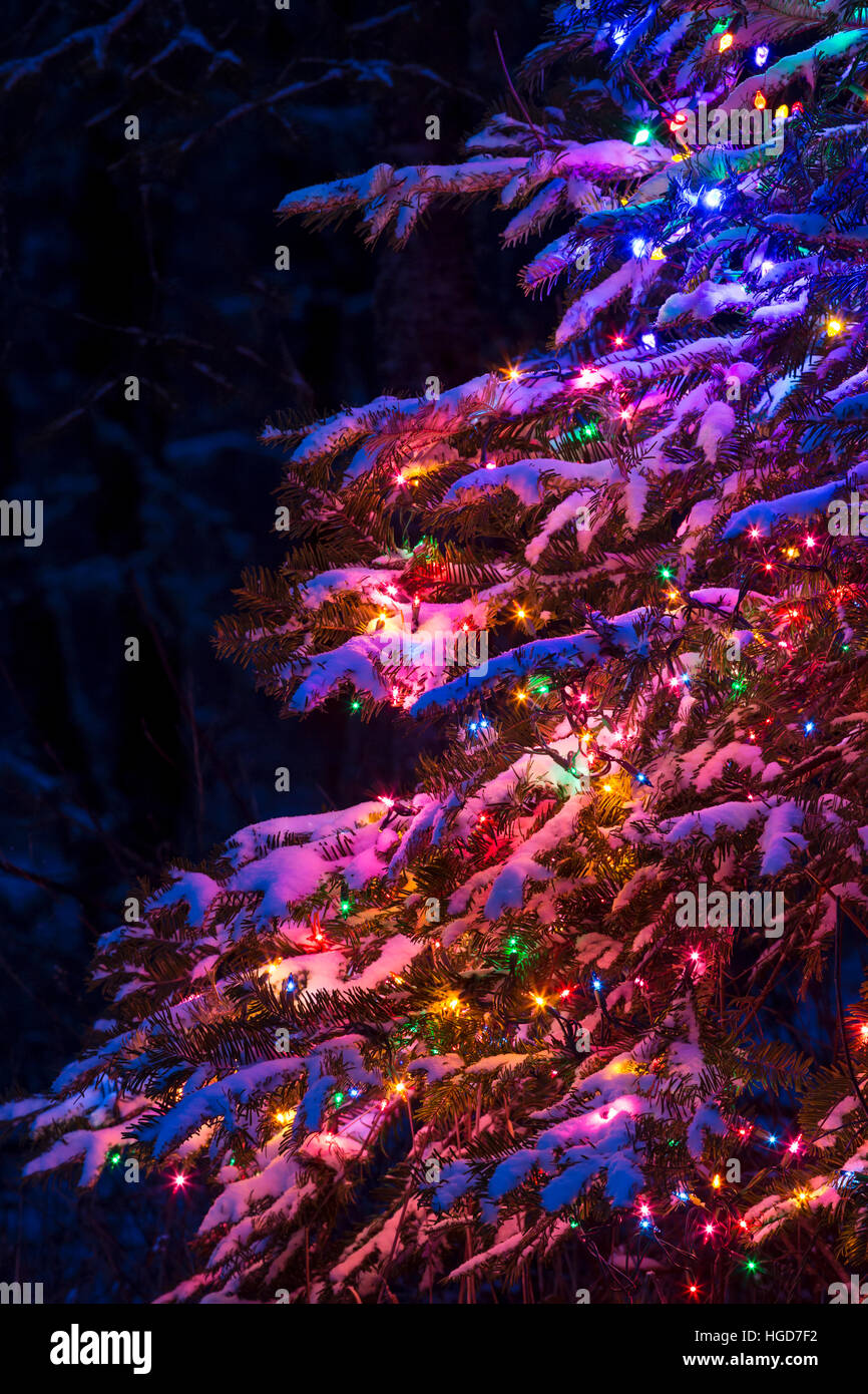 Christmas lights tree nature hi-res stock photography and images - Alamy