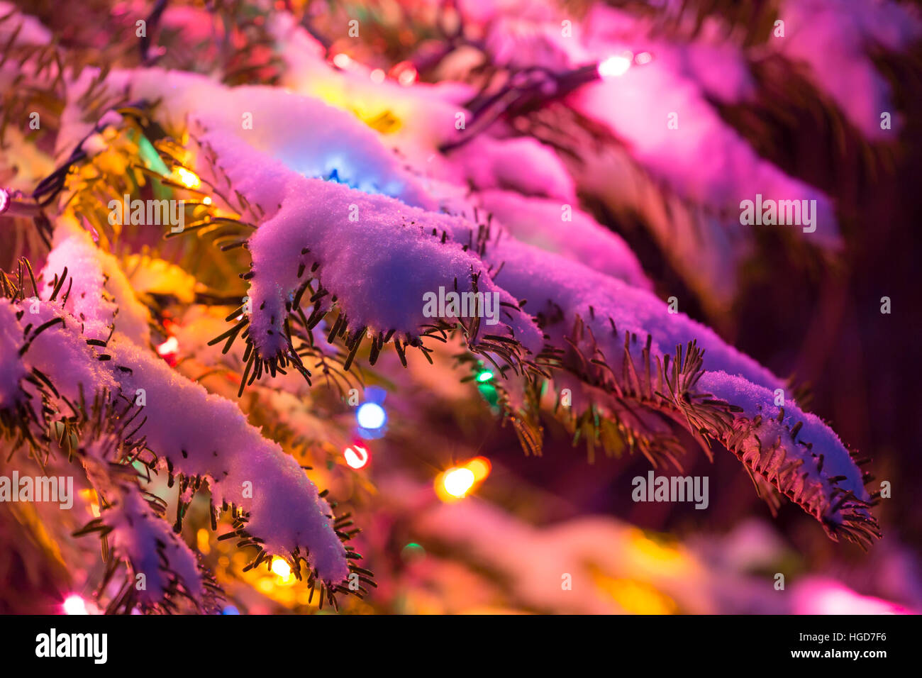 Christmas lights tree nature hi-res stock photography and images - Alamy