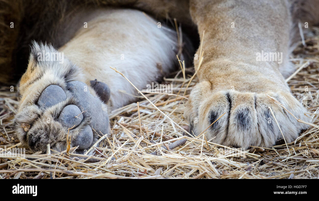 Lion paws hi-res stock photography and images - Alamy