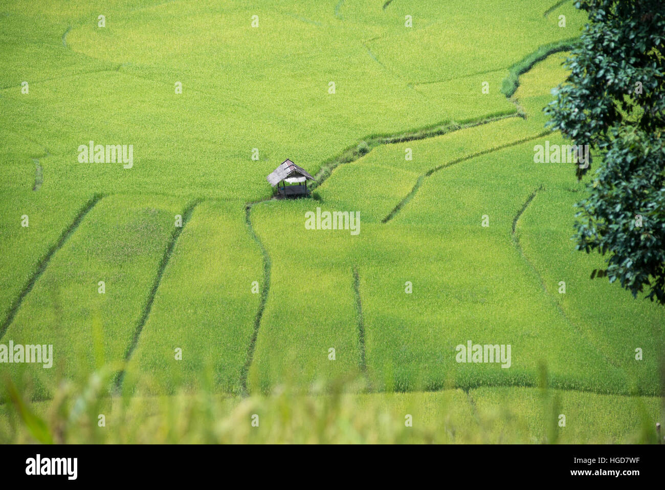 Harvest time yellow rice field in Thailand Stock Photo - Alamy