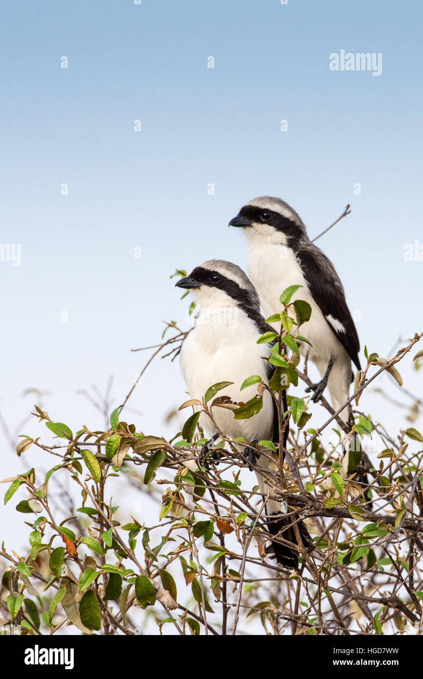 Africa bird kenya shrike hi-res stock photography and images - Alamy