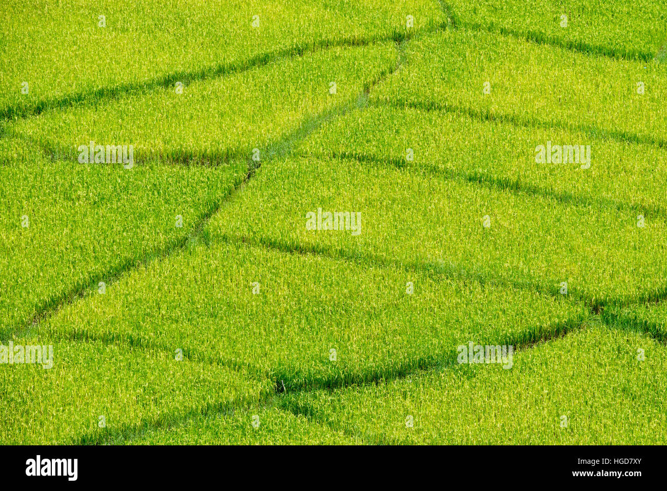 Harvest time yellow rice field in Thailand Stock Photo - Alamy