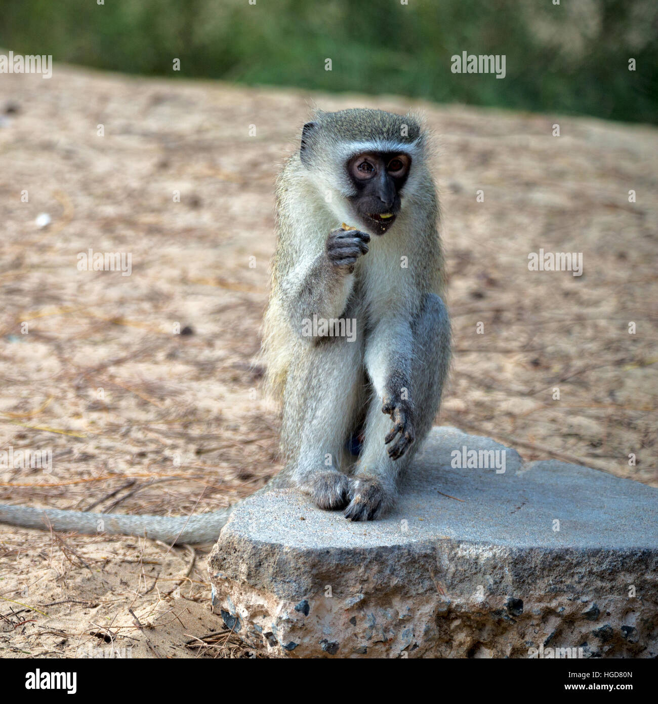 blur in south africa kruger wildlife nature reserve and wild monkey ...