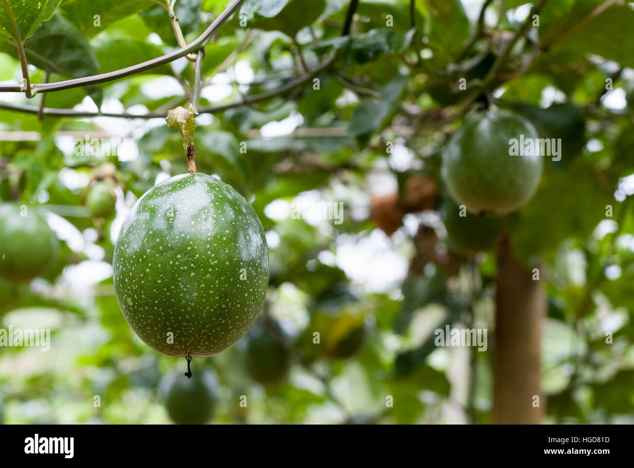 Passion fruit tree hi-res stock photography and images - Alamy