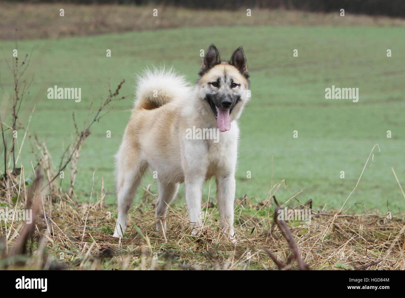 Profile greenland dog hi-res stock photography and images - Alamy