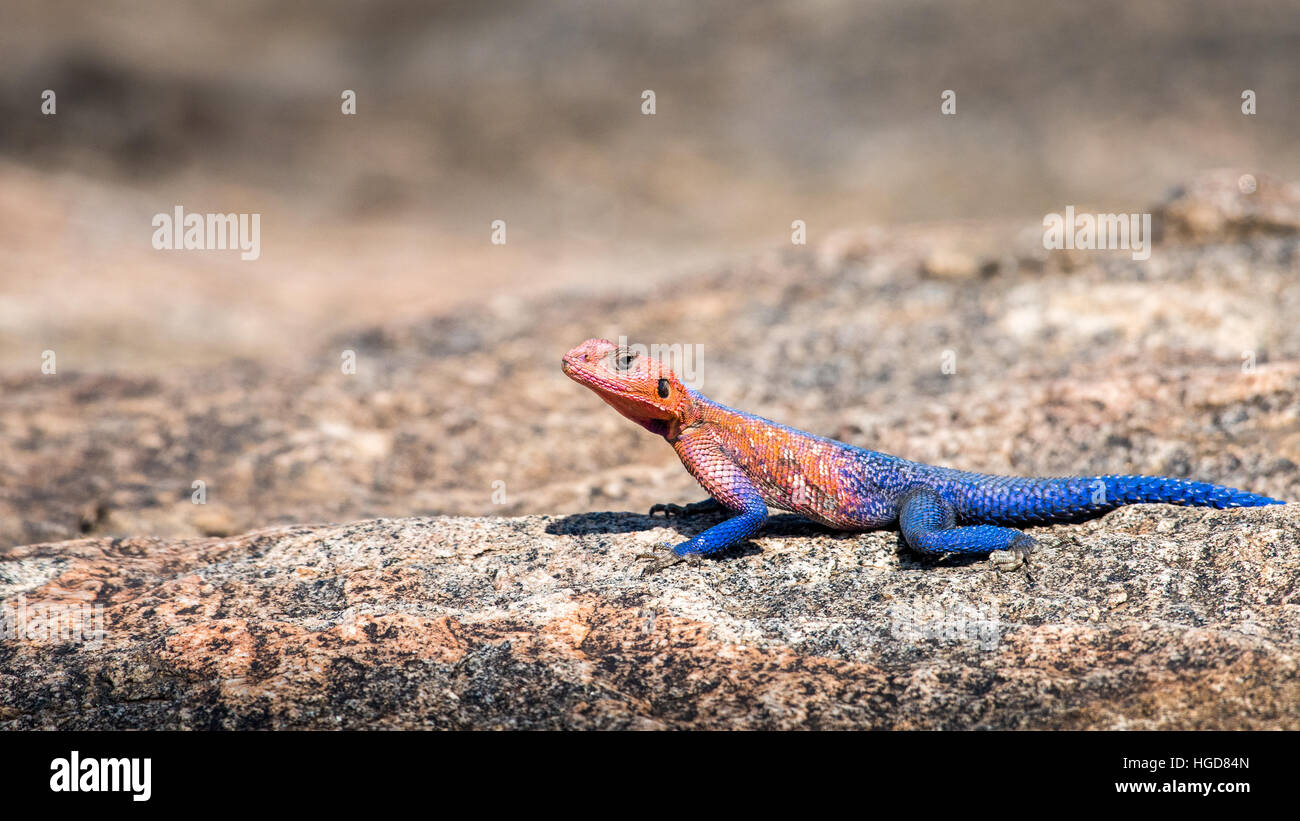 Orange Headed Agama Lizard Stock Photo - Alamy