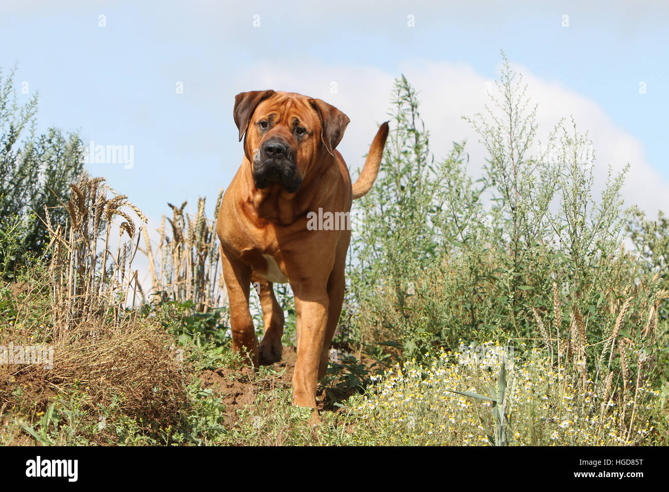 Dog Tosa Inu / Japanese Mastiff adult standing in a wood in a field ...
