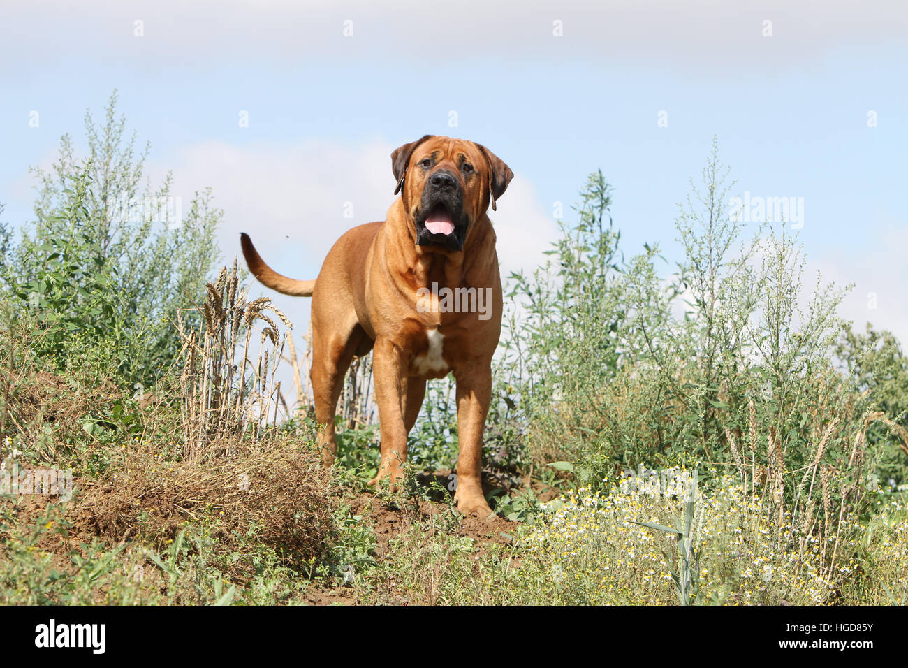 Dog Tosa Inu / Japanese Mastiff adult standing in a wood in a field ...