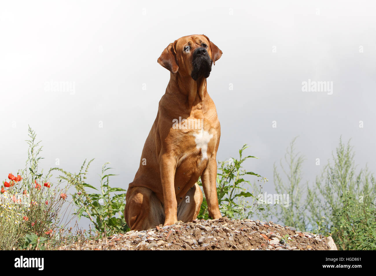 Dog Tosa Inu / Japanese Mastiff adults sitting in a meadow Stock Photo ...