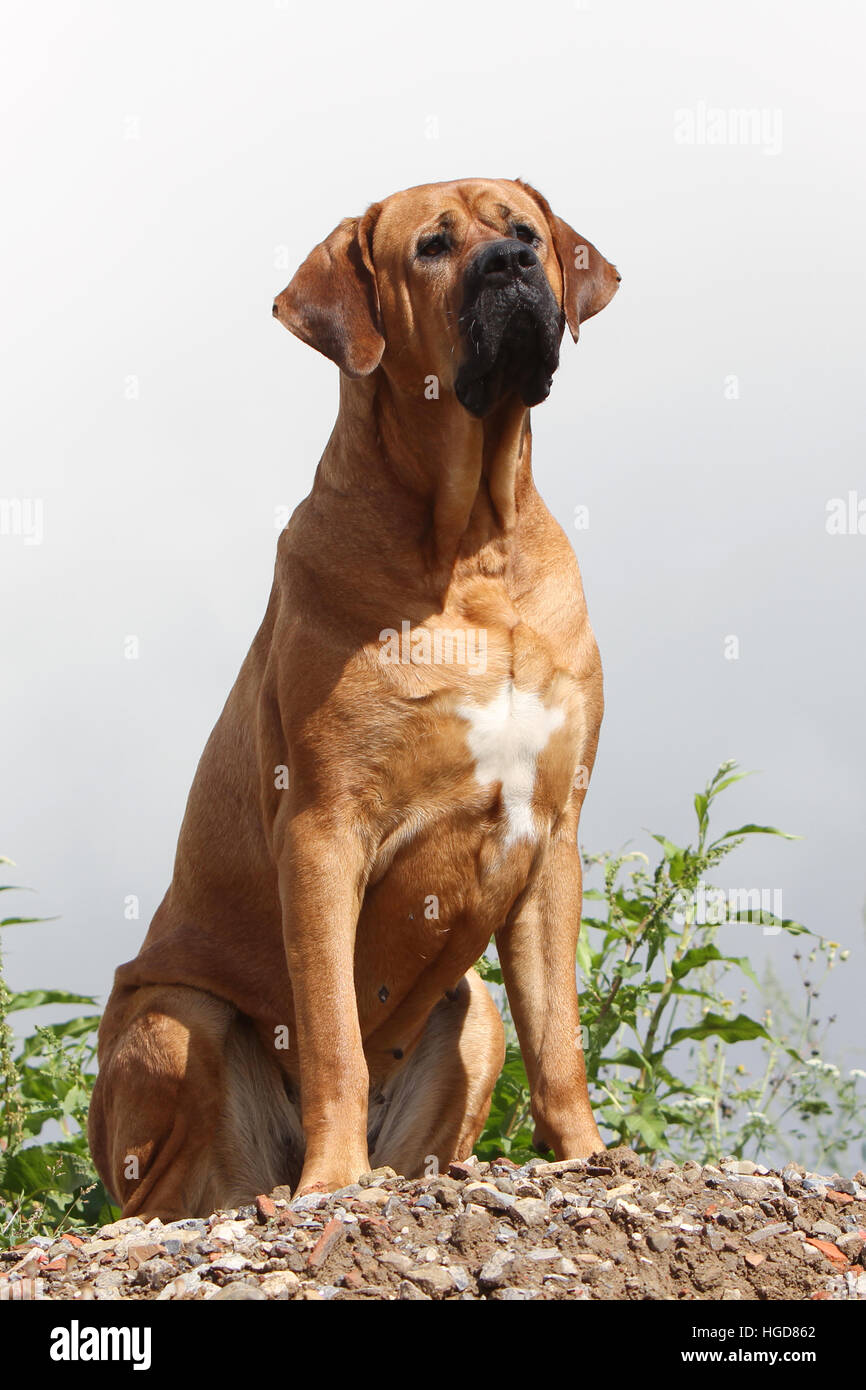 Dog Tosa Inu / Japanese Mastiff adults sitting in a meadow portrait ...