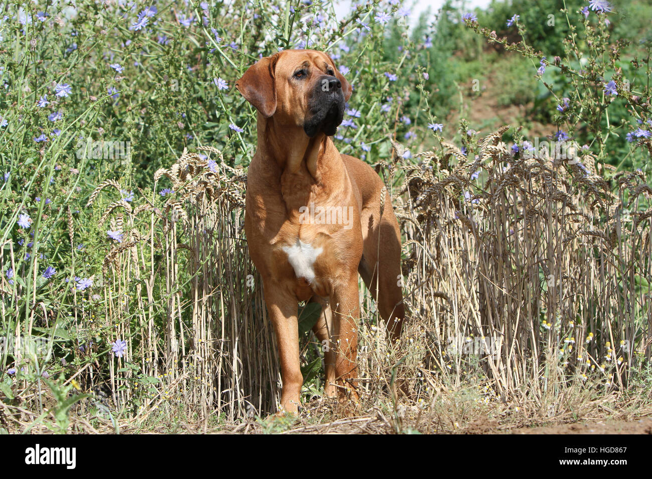 Dog Tosa Inu / Japanese Mastiff adult standing in a wood in a field ...