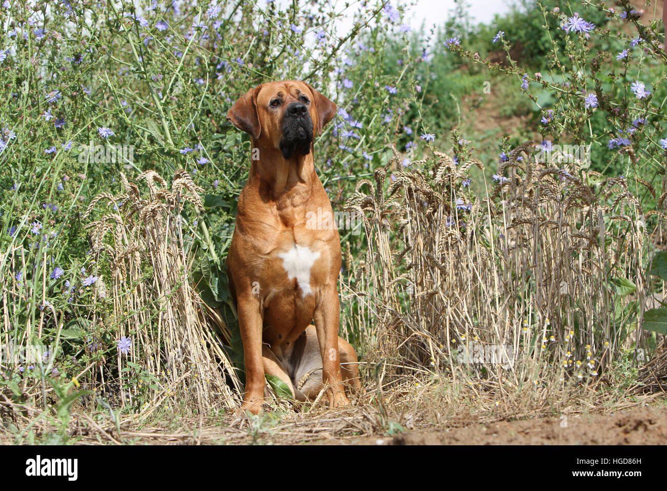 Tosa inu breed hi-res stock photography and images - Alamy