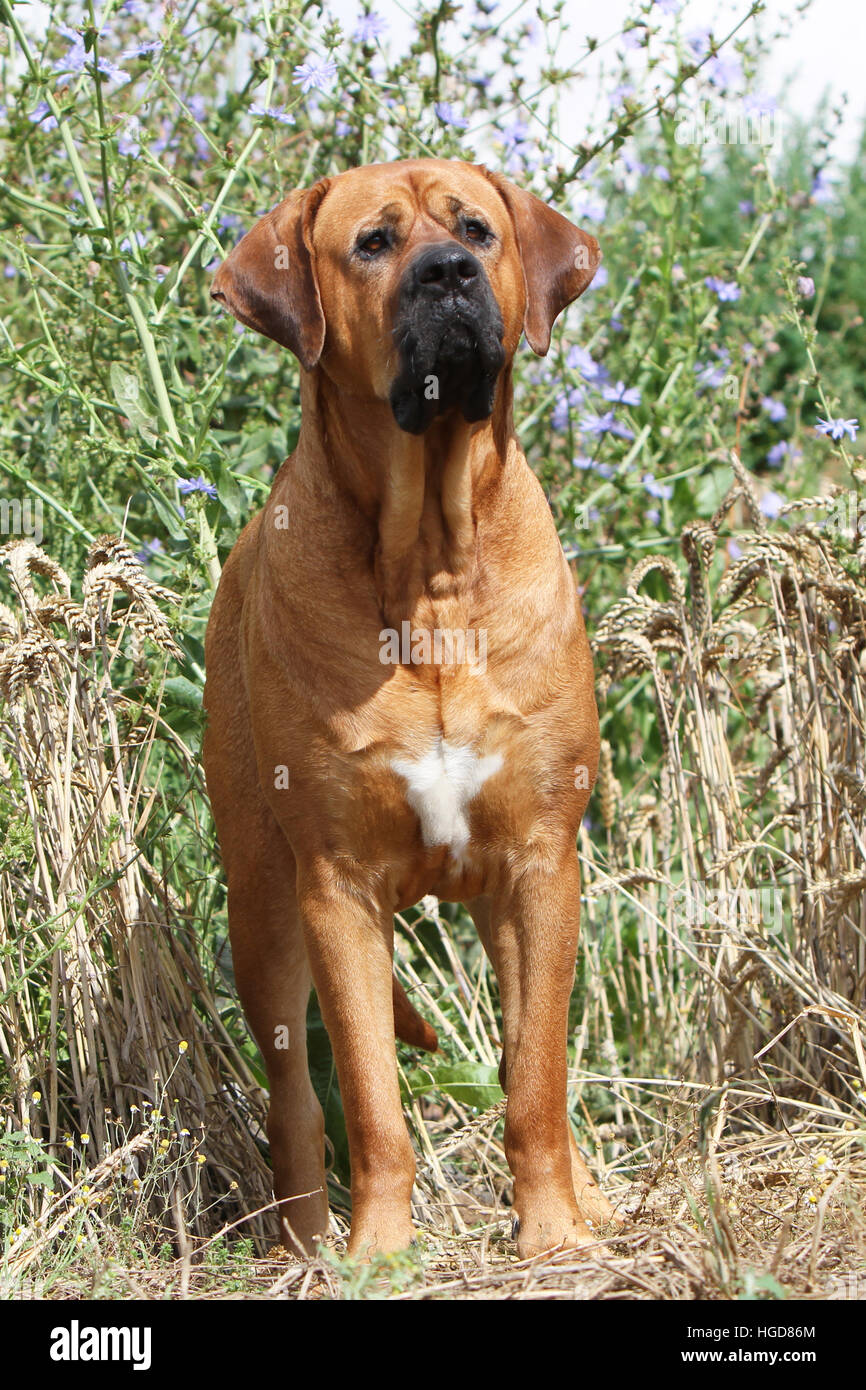 Dog Tosa Inu / Japanese Mastiff adult standing in a wood in a field ...
