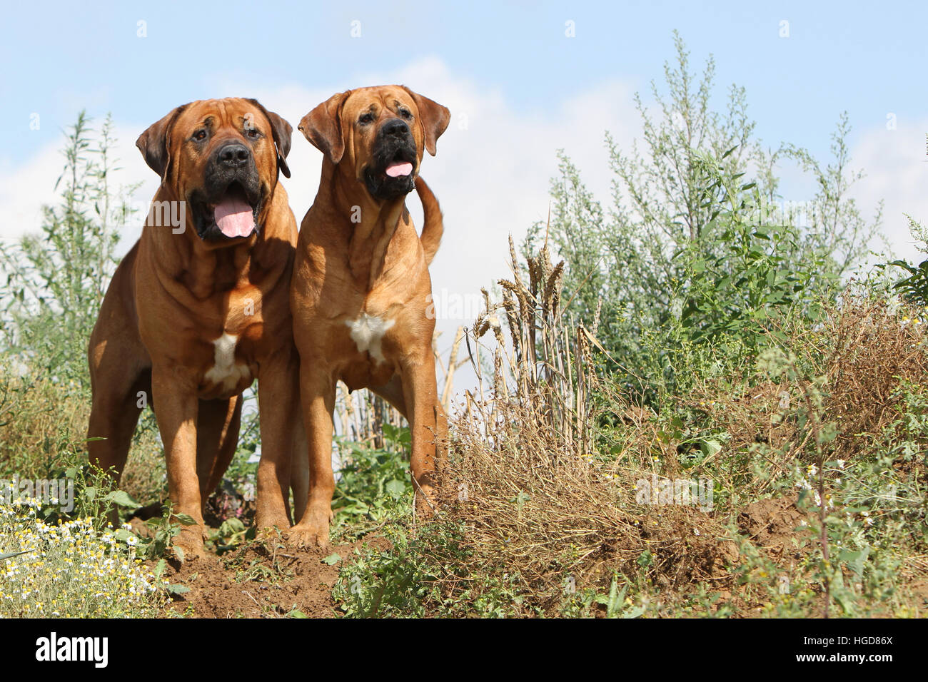 Dog Tosa Inu / Japanese Mastiff two adults standing stand in a meadow ...