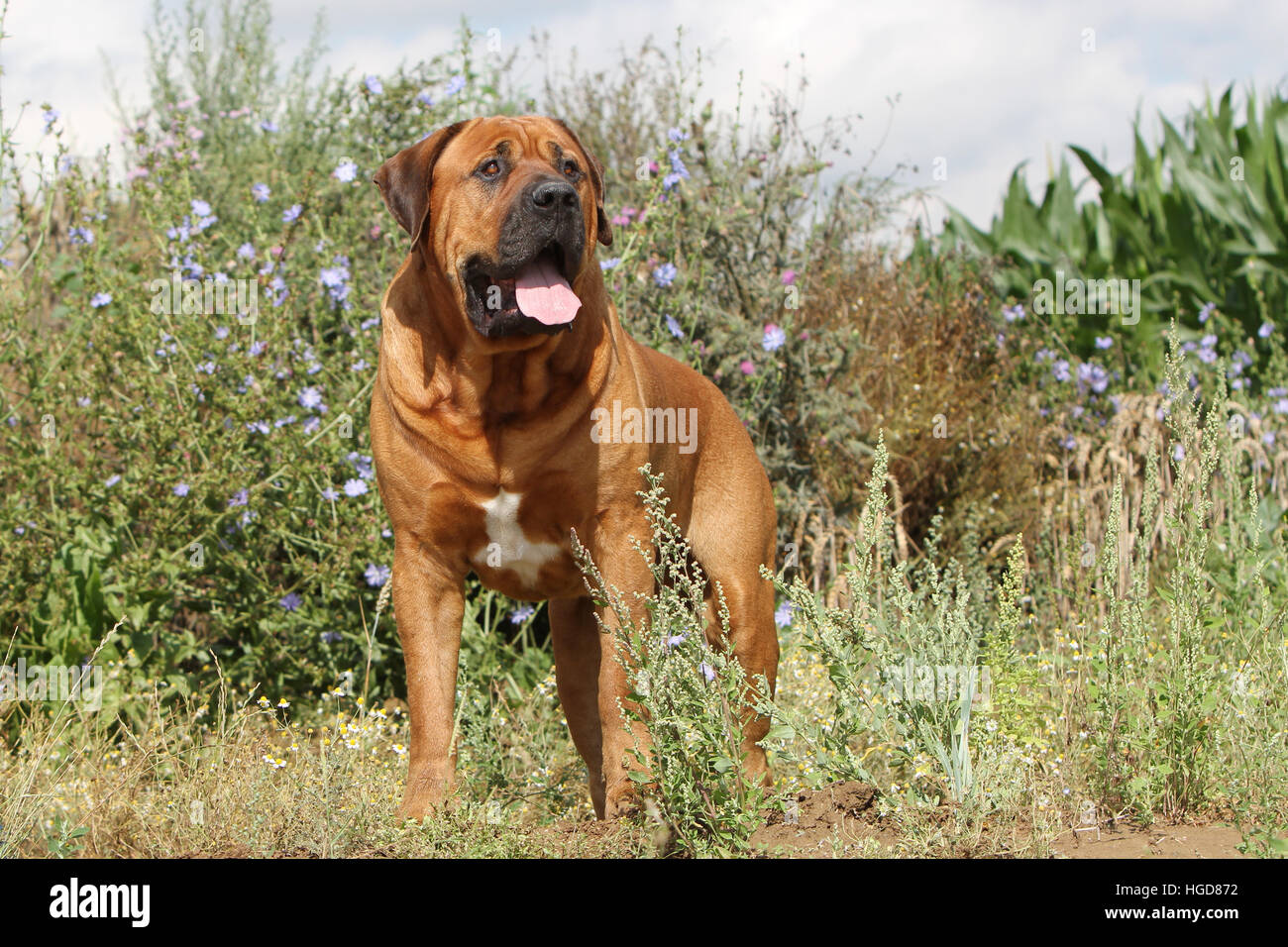 Dog Tosa Inu / Japanese Mastiff adult standing in a wood in a field ...