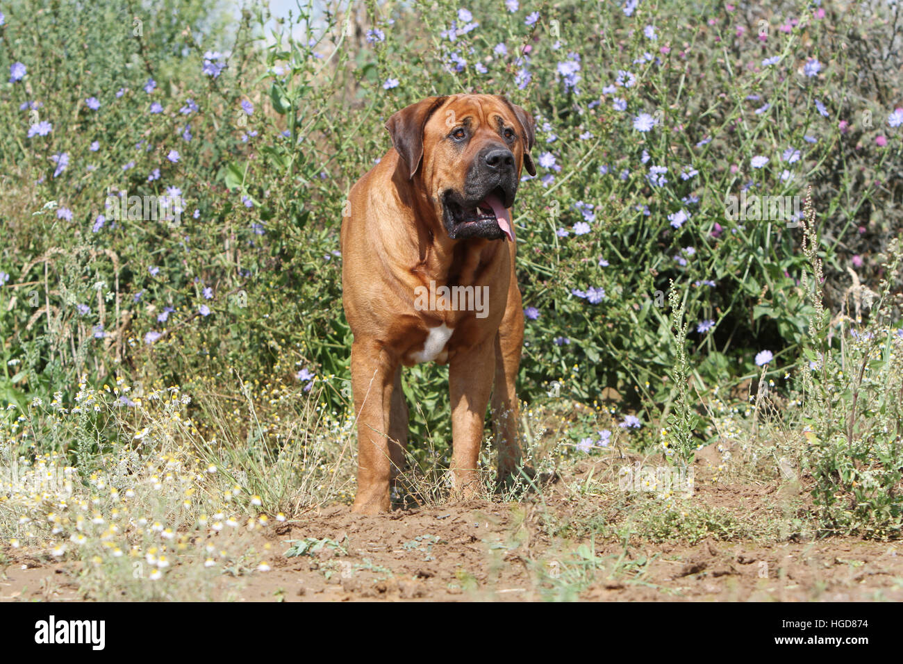 Dog Tosa Inu / Japanese Mastiff adult standing in a wood in a field ...