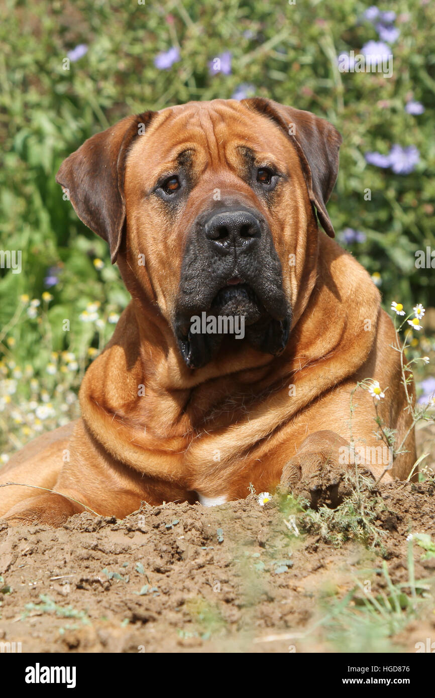 Dog Tosa Inu / Japanese Mastiff adult lying in a meadow in a field ...