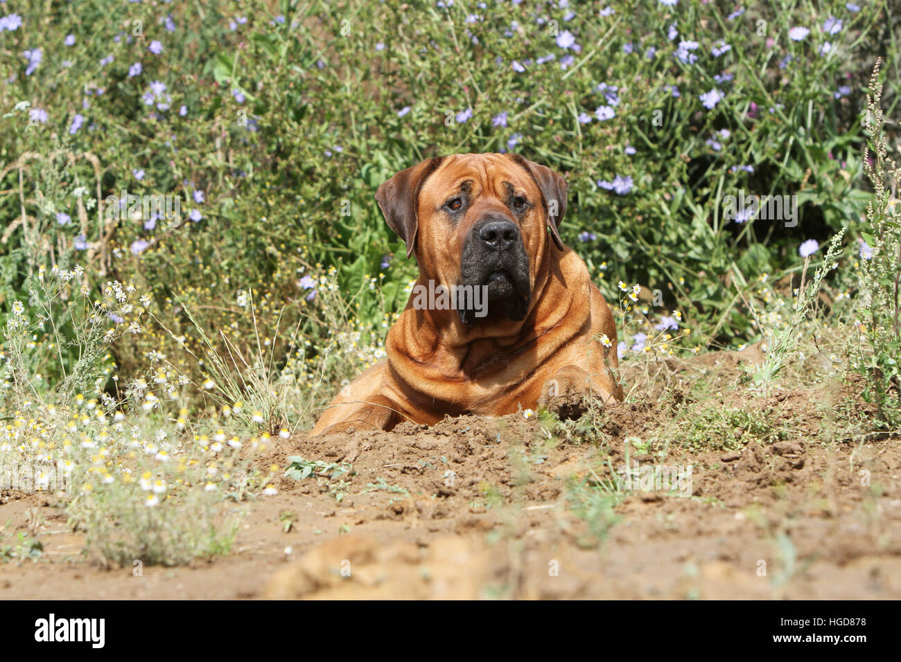 Dog Tosa Inu / Japanese Mastiff adult lying in a meadow in a field ...