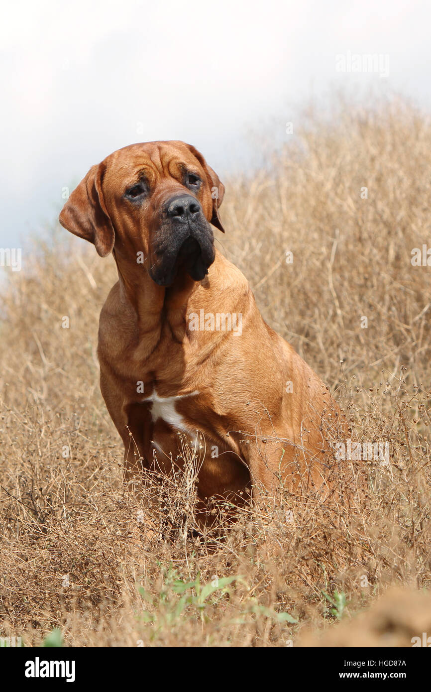 Dog Tosa Inu / Japanese Mastiff adults sitting in a meadow portrait ...