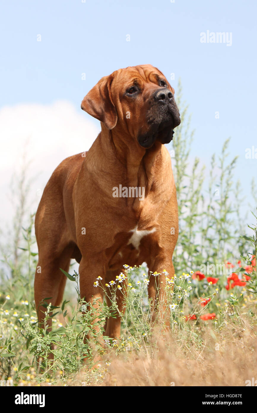 Dog Tosa Inu / Japanese Mastiff adult standing in a wood in a field ...