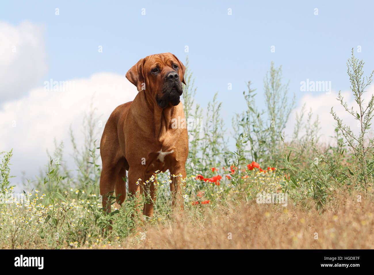 Dog Tosa Inu / Japanese Mastiff adult standing in a wood in a field ...