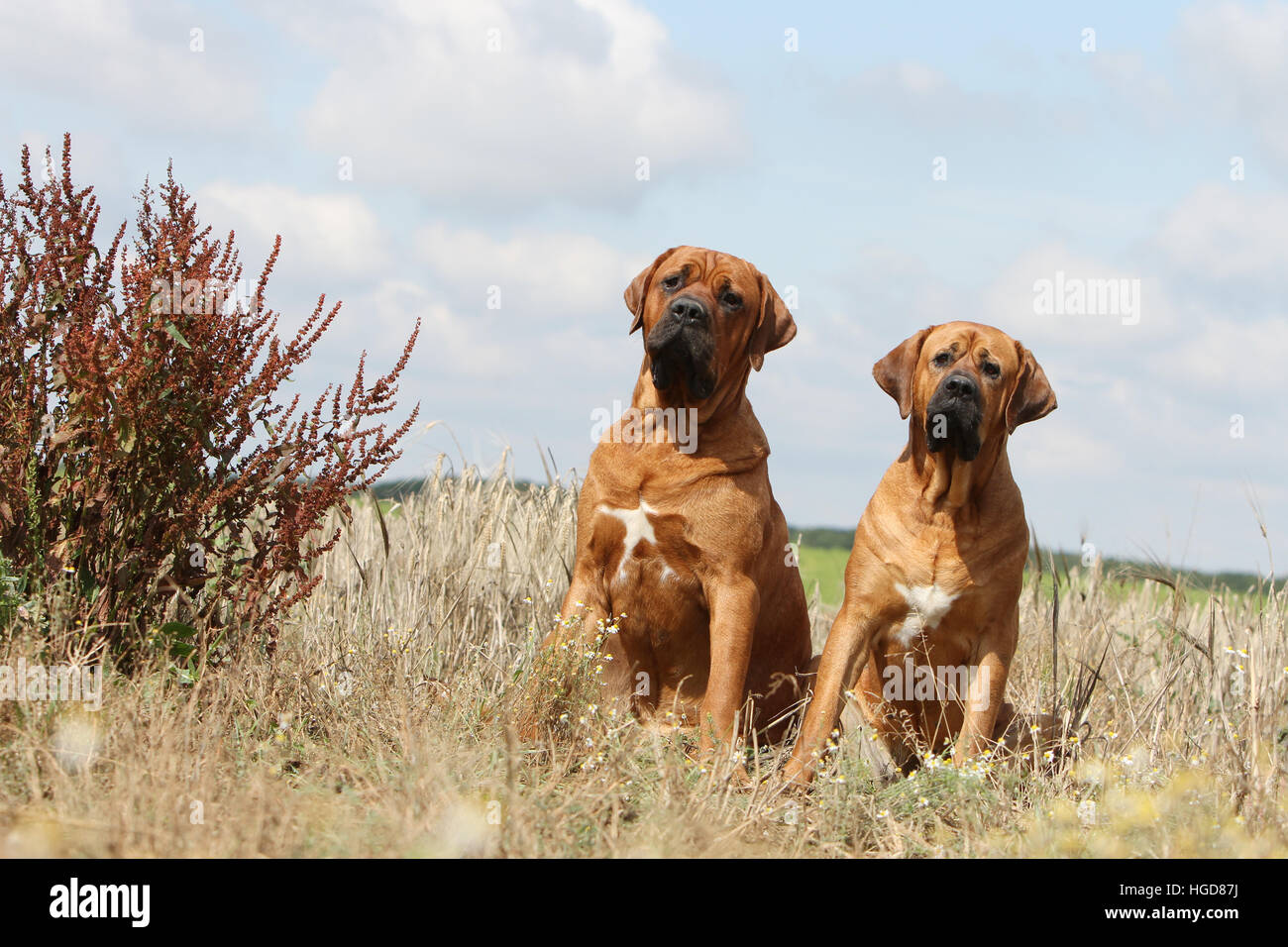 Dog Tosa Inu / Japanese Mastiff two adults sitting in a meadow Stock ...