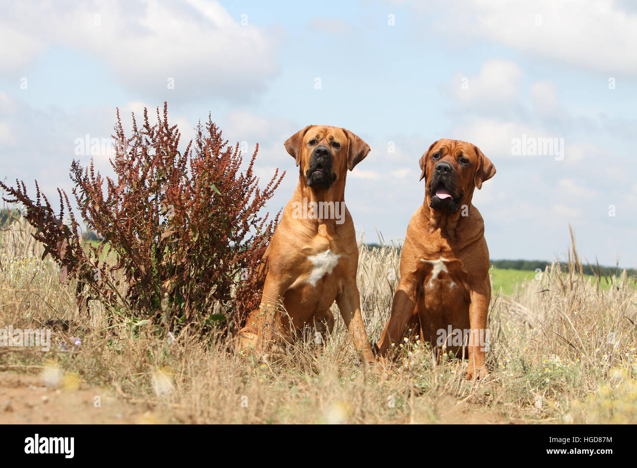 Dog Tosa Inu / Japanese Mastiff two adults sitting in a meadow Stock ...