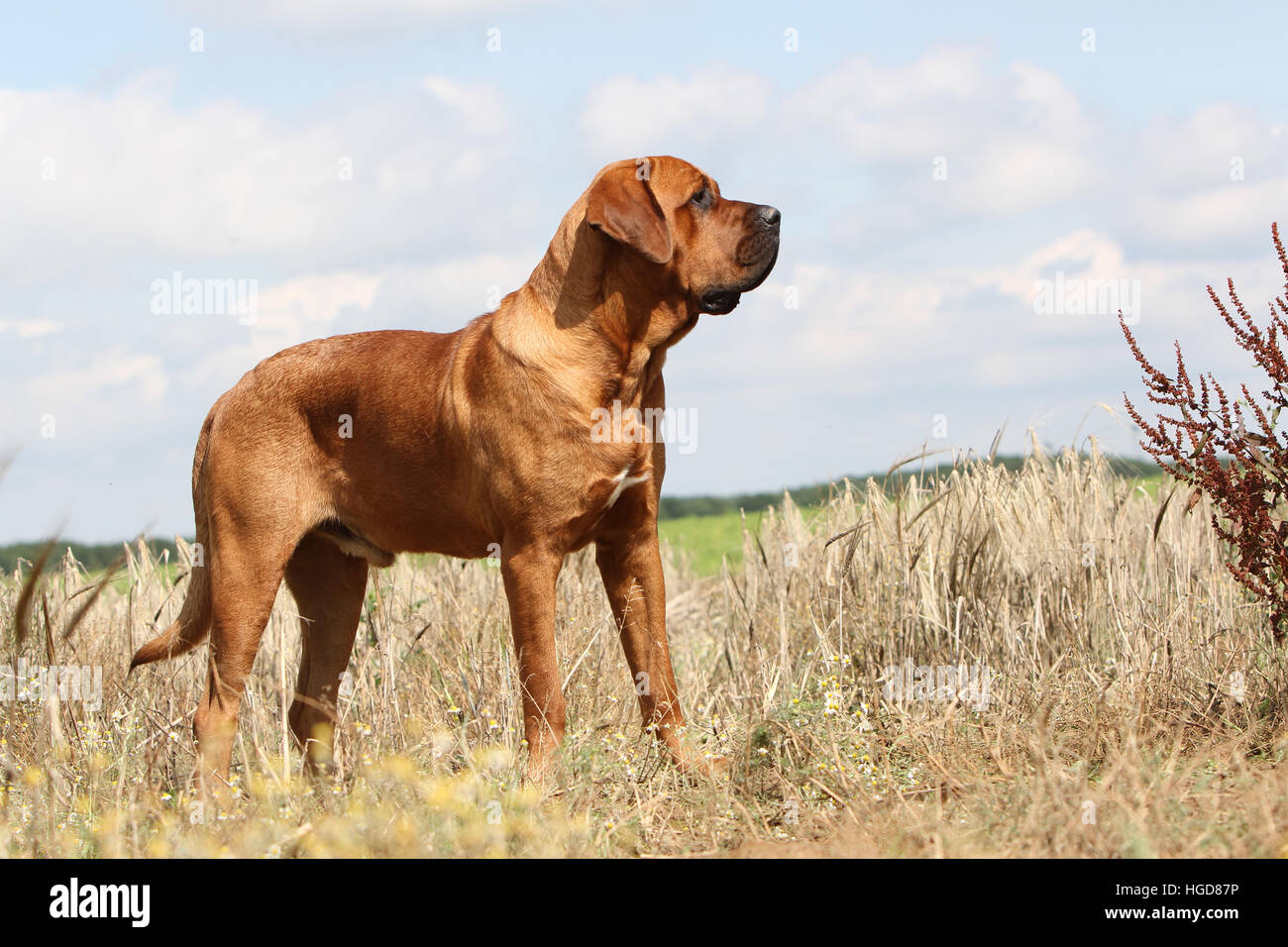 Dog Tosa Inu / Japanese Mastiff adult standing in a wood in a field ...