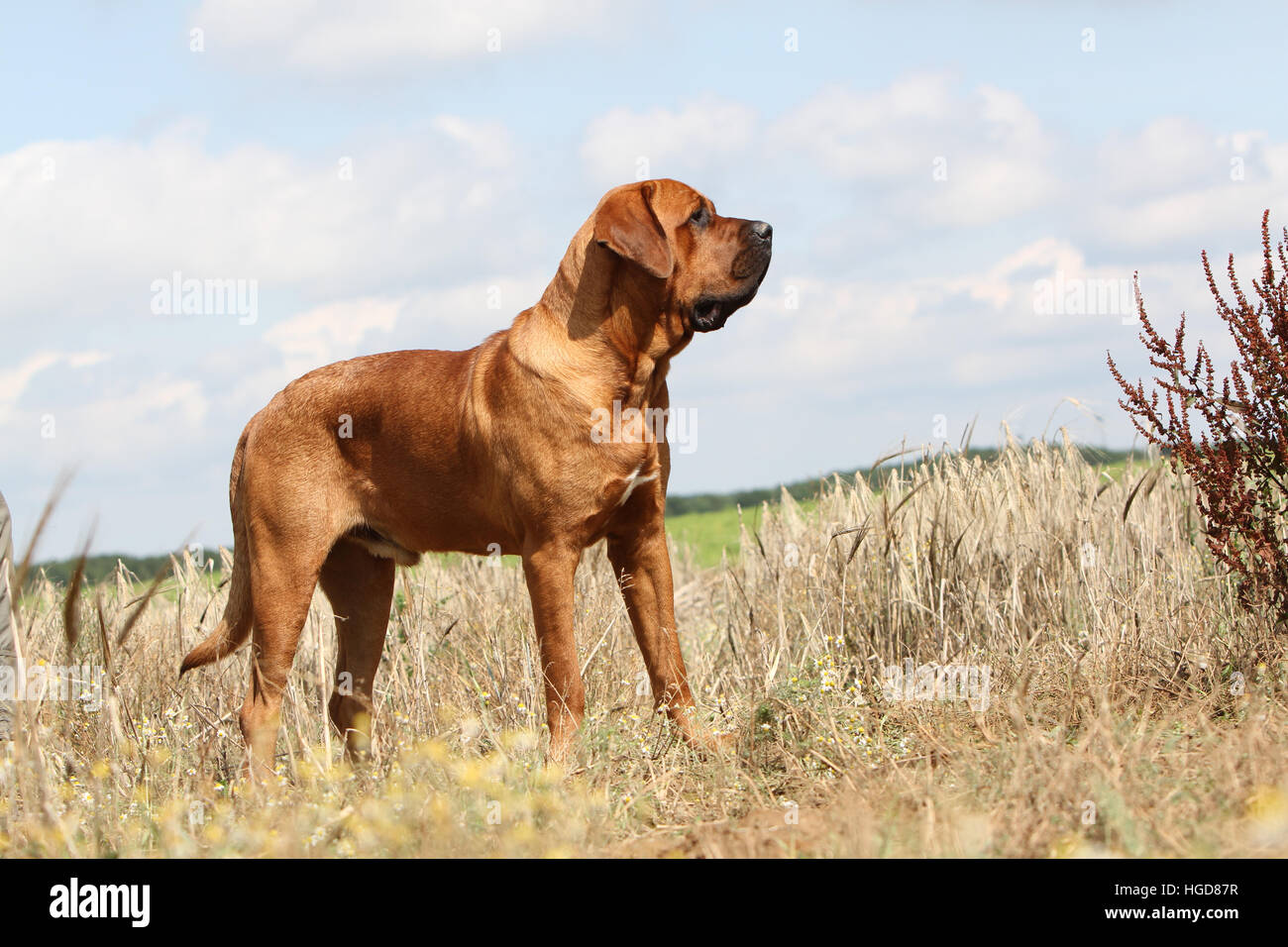 Dog Tosa Inu / Japanese Mastiff adult standing in a wood in a field ...