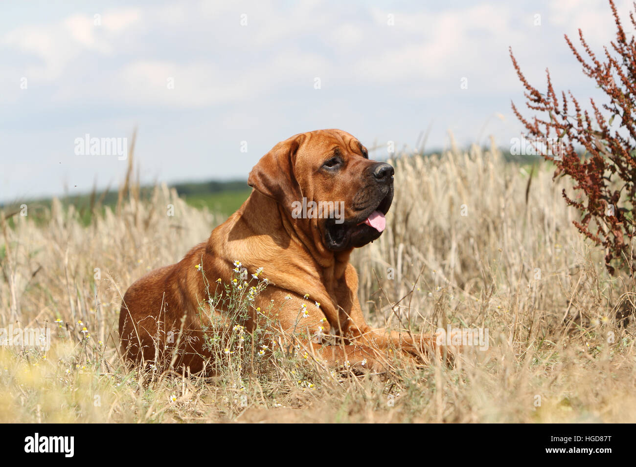 Dog Tosa Inu / Japanese Mastiff adult lying in a meadow in a field ...