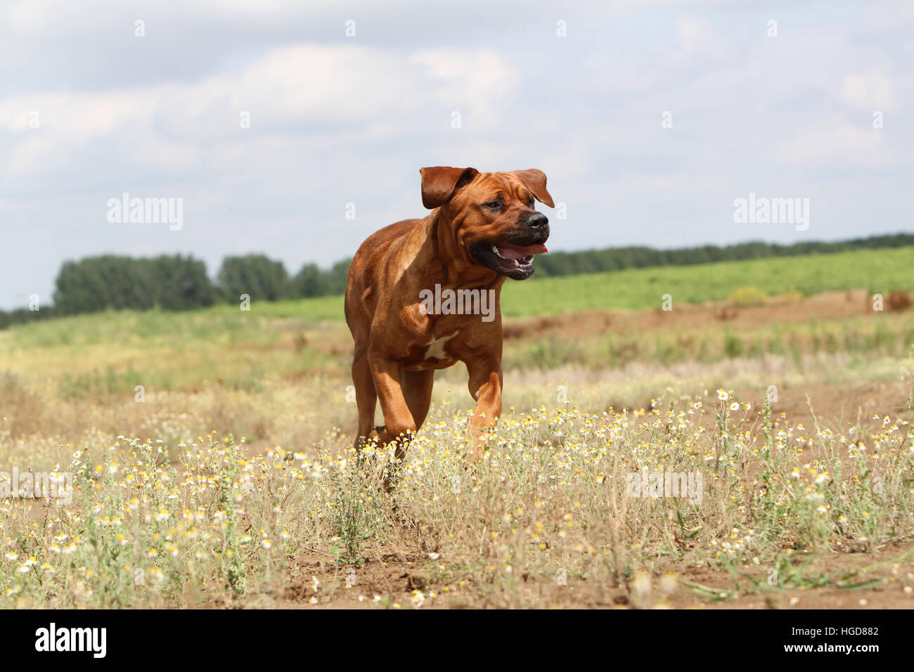 Dog Tosa Inu / Japanese Mastiff adult running in a meadow in a field ...