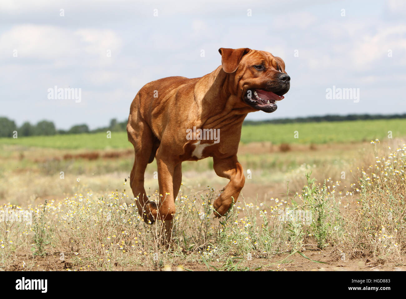 Dog Tosa Inu / Japanese Mastiff adult running in a meadow in a field ...