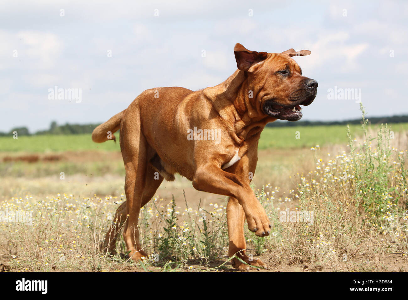 Dog Tosa Inu / Japanese Mastiff adult running in a meadow in a field ...