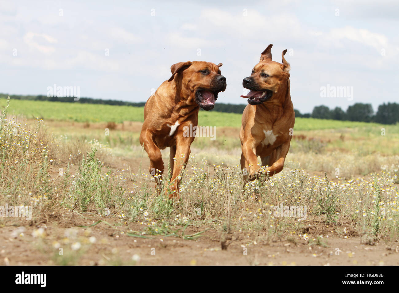 Dog Tosa Inu / Japanese Mastiff two adults running in a meadow flower ...
