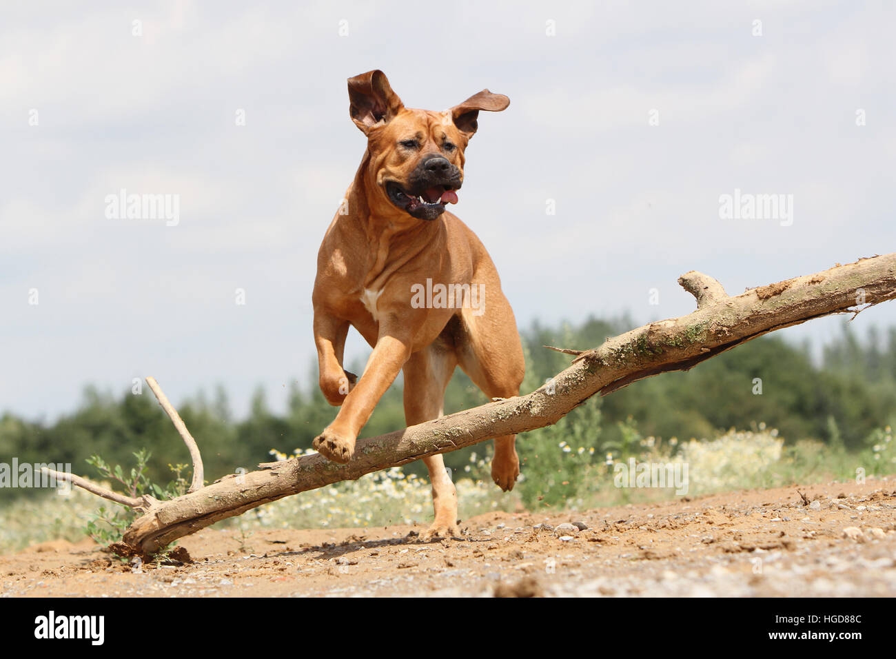Dog Tosa Inu / Japanese Mastiff adult adults in a field running jump ...