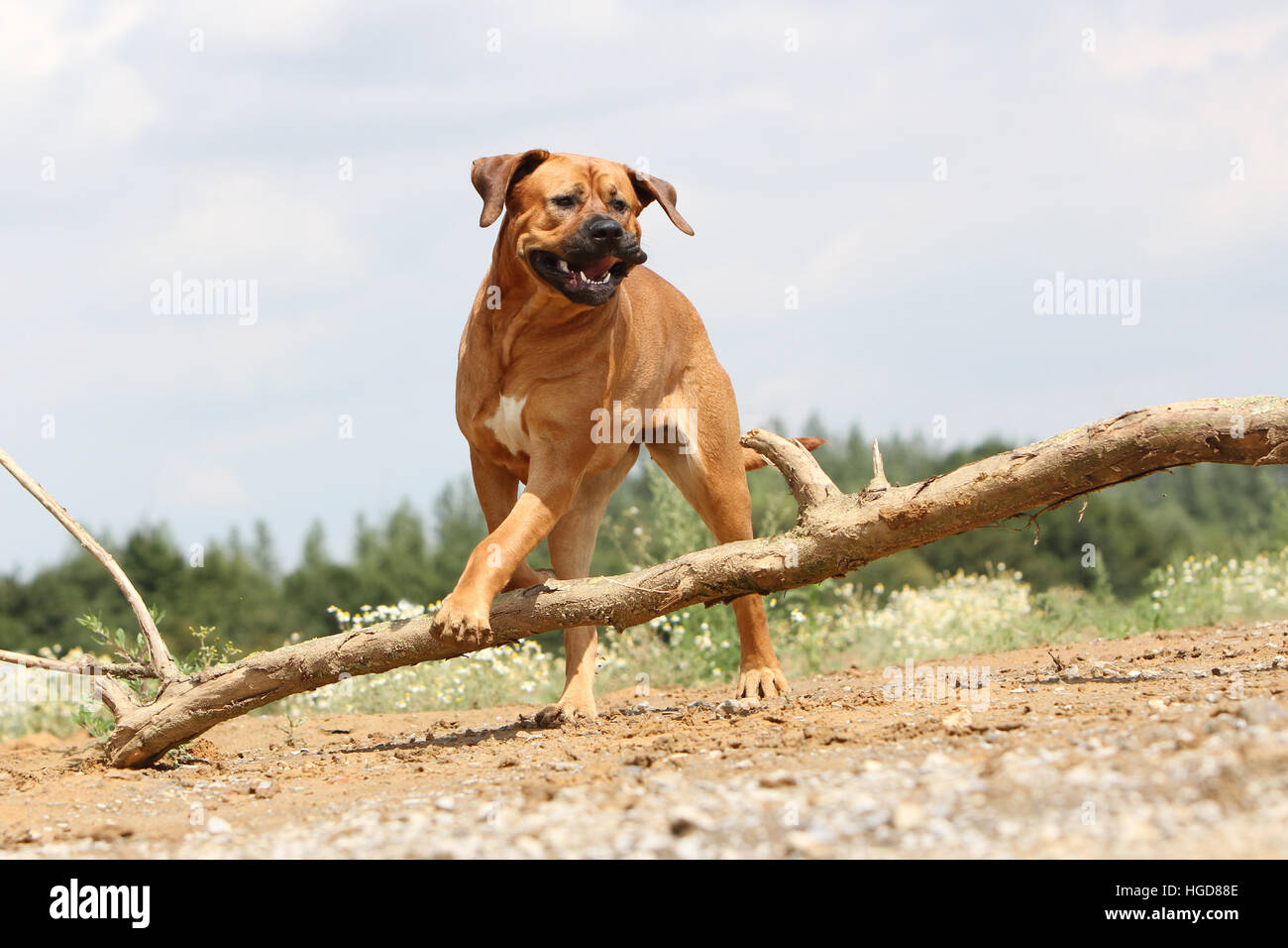Dog Tosa Inu / Japanese Mastiff adult adults in a field running jump ...