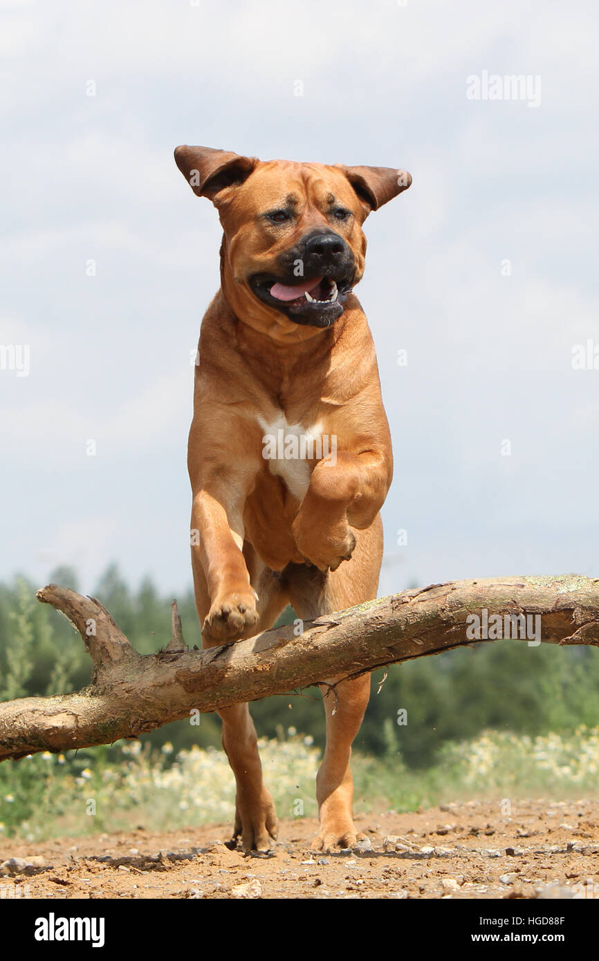 Japanese mastiff hi-res stock photography and images - Alamy