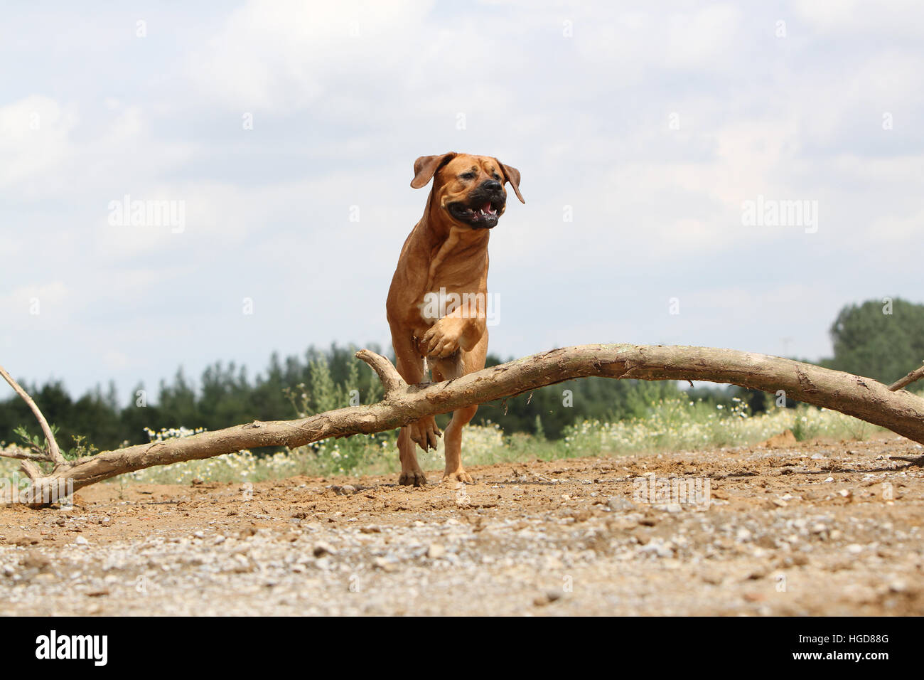 Japanese mastiff hi-res stock photography and images - Alamy