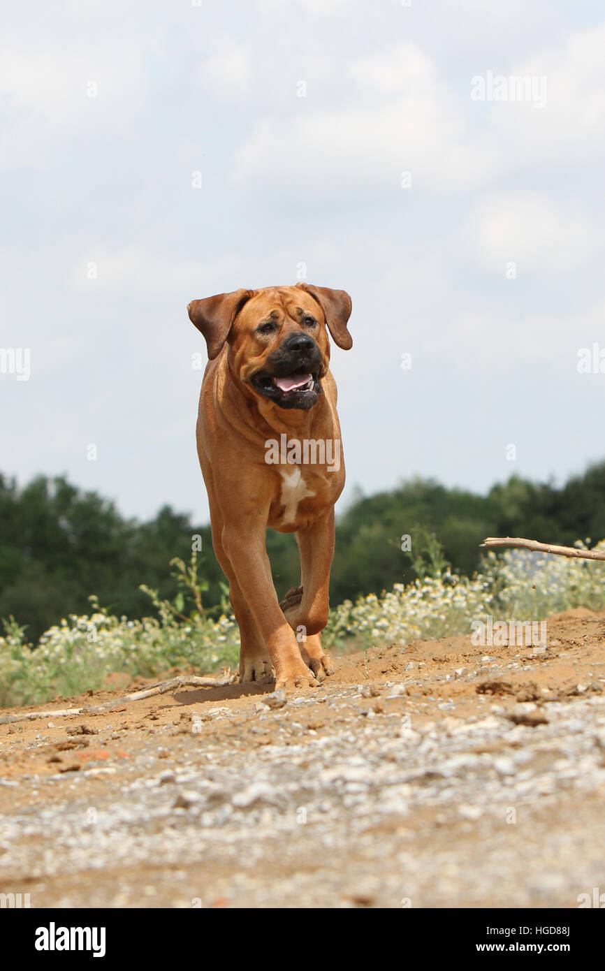 Tosa inus hi-res stock photography and images - Alamy