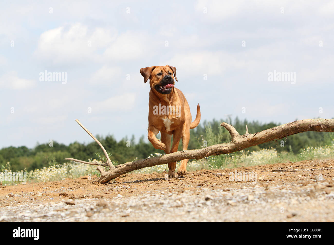 Dog Tosa Inu / Japanese Mastiff adult adults in a field running jump ...