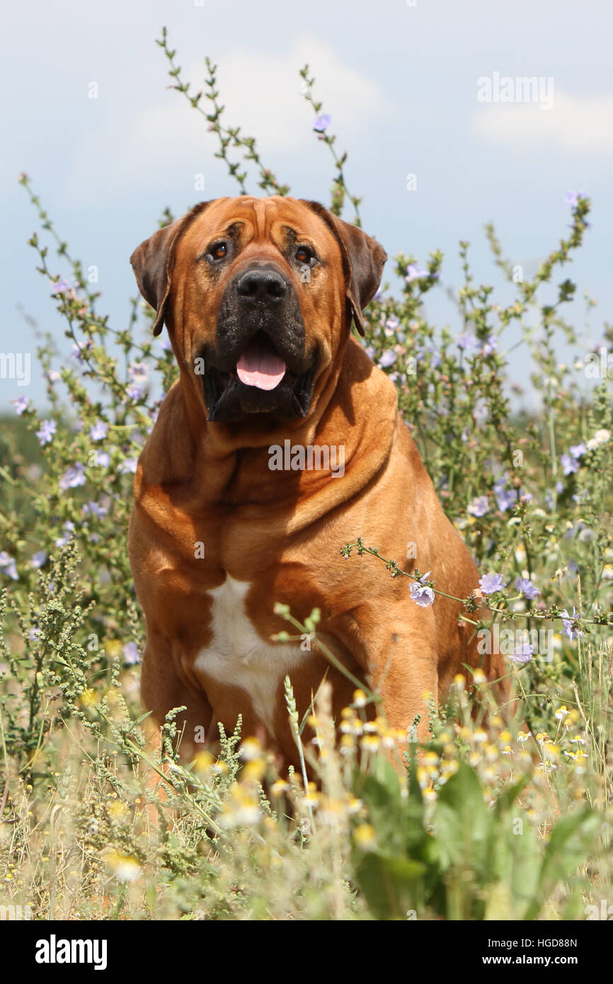 Dog Tosa Inu / Japanese Mastiff adults sitting in a meadow Stock Photo ...