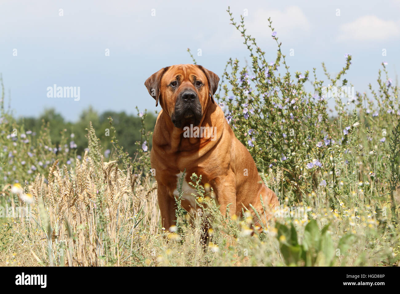 Dog Tosa Inu / Japanese Mastiff adults sitting in a meadow Stock Photo ...